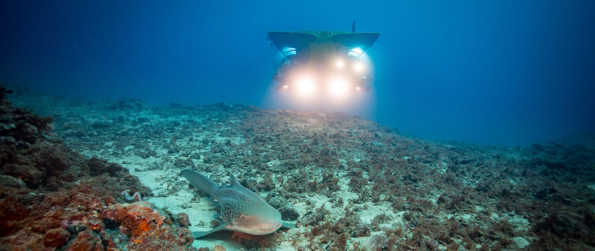 Submersible diving in the Pacific | Cookson Adventures